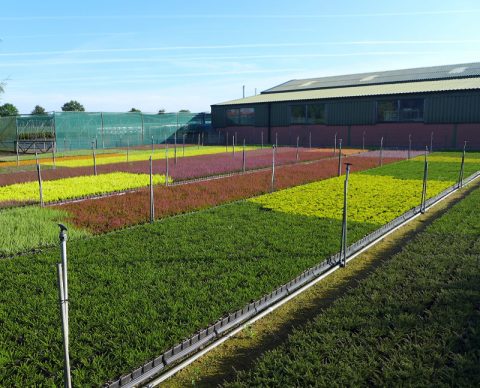 Morley Nurseries Ltd. | Morley Nurseries Ltd. grow a wide range of Azaleas, Rhododendrons, Acers ...