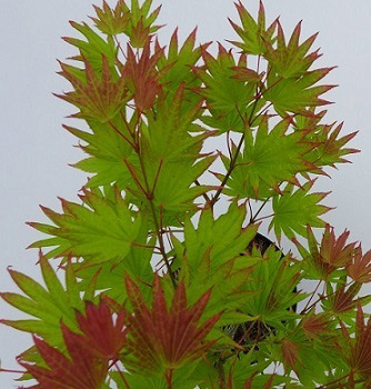 Range | Morley Nurseries Ltd.