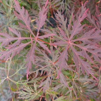 Acers (Japanese Maple) | Morley Nurseries Ltd.