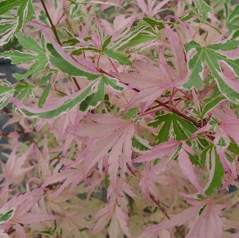 Acers (Japanese Maple) | Morley Nurseries Ltd.