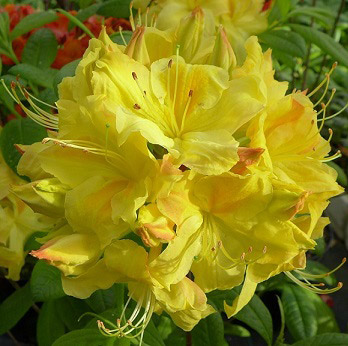 Range | Morley Nurseries Ltd.