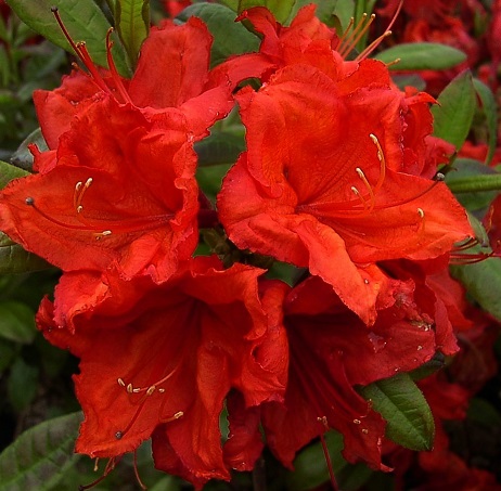 Deciduous Azalea Varieties | Morley Nurseries Ltd.