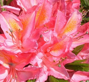 Deciduous Azalea Varieties | Morley Nurseries Ltd.