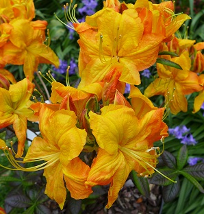 Deciduous Azalea Varieties | Morley Nurseries Ltd.