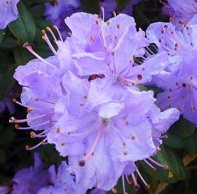 Dwarf Rhododendron Varieties | Morley Nurseries Ltd.
