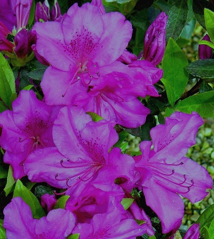 Evergreen Azalea Varieties | Morley Nurseries Ltd.