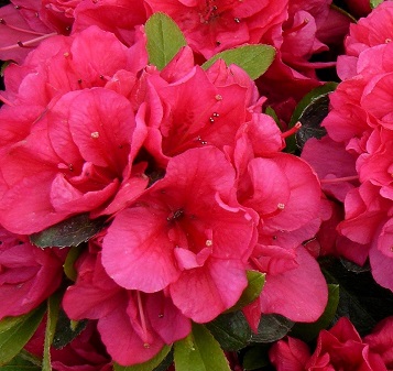 Evergreen Azalea Varieties | Morley Nurseries Ltd.