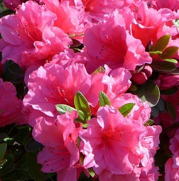 Evergreen Azalea Varieties | Morley Nurseries Ltd.