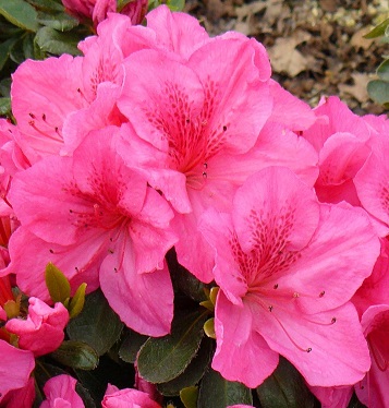 Evergreen Azalea Varieties | Morley Nurseries Ltd.