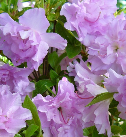 Evergreen Azalea Varieties | Morley Nurseries Ltd.