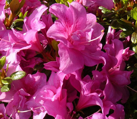 Evergreen Azalea Varieties | Morley Nurseries Ltd.