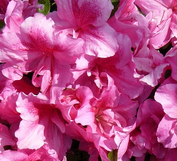 Evergreen Azalea Varieties | Morley Nurseries Ltd.