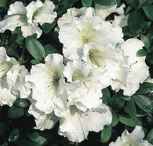Evergreen Azalea Varieties | Morley Nurseries Ltd.