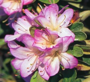 Evergreen Azalea Varieties | Morley Nurseries Ltd.