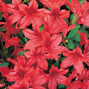 Evergreen Azalea Varieties | Morley Nurseries Ltd.