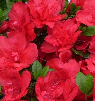 Evergreen Azalea Varieties | Morley Nurseries Ltd.
