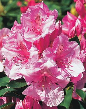 Hardy Hybrid Rhododendron Varieties | Morley Nurseries Ltd.