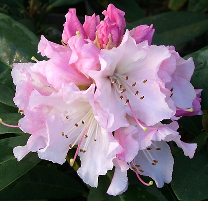 Hardy Hybrid Rhododendron Varieties | Morley Nurseries Ltd.