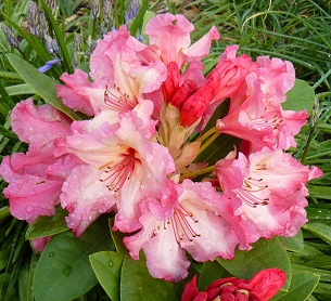 Hardy Hybrid Rhododendron Varieties | Morley Nurseries Ltd.