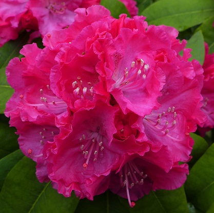 Hardy Hybrid Rhododendron Varieties | Morley Nurseries Ltd.