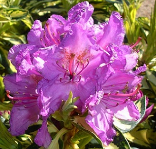 Hardy Hybrid Rhododendron Varieties | Morley Nurseries Ltd.
