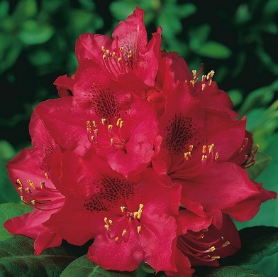 Hardy Hybrid Rhododendron Varieties | Morley Nurseries Ltd.