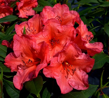 Hardy Hybrid Rhododendron Varieties | Morley Nurseries Ltd.