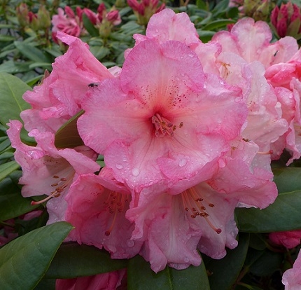 Hardy Hybrid Rhododendron Varieties | Morley Nurseries Ltd.