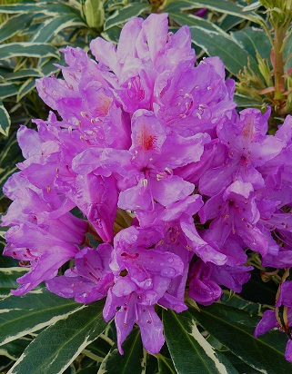 Hardy Hybrid Rhododendron Varieties | Morley Nurseries Ltd.