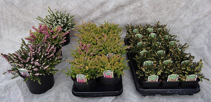 Range | Morley Nurseries Ltd.