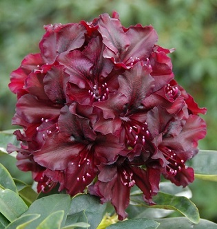 PREMIUM VARIETIES – Hardy Hybrid Rhododendrons | Morley Nurseries Ltd.