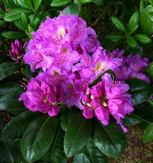 Range | Morley Nurseries Ltd.