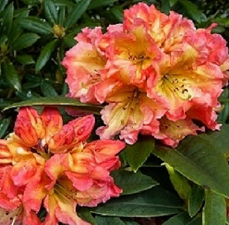 PREMIUM VARIETIES – Hardy Hybrid Rhododendrons | Morley Nurseries Ltd.