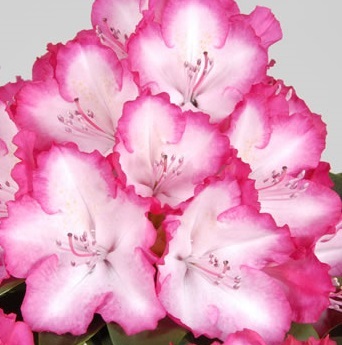 PREMIUM VARIETIES – Hardy Hybrid Rhododendrons | Morley Nurseries Ltd.