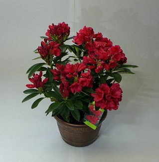 Range | Morley Nurseries Ltd.