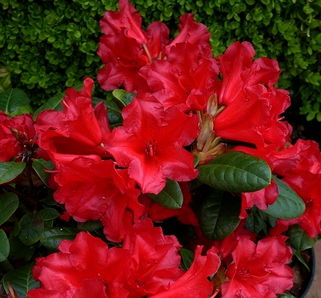 Dwarf Rhododendron Varieties | Morley Nurseries Ltd.