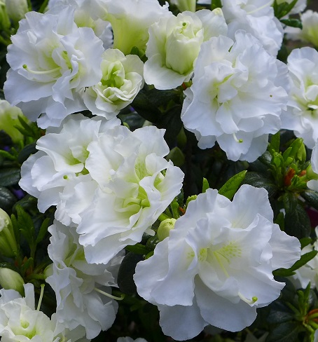 Evergreen Azalea Varieties | Morley Nurseries Ltd.