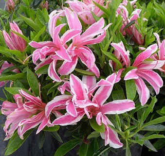 Evergreen Azalea Varieties | Morley Nurseries Ltd.